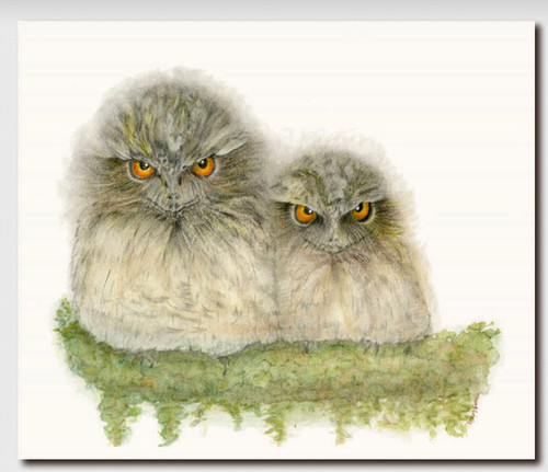 Marbled Frogmouth 4/50 | Minky Grant