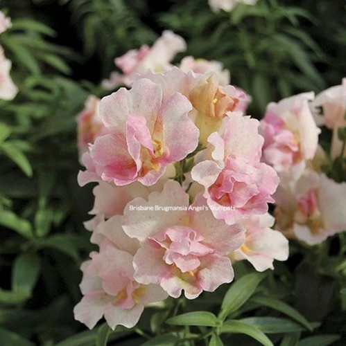 Snapdragon - Appleblossom seeds | Brisbane Brugmansia Angel's Trumpets