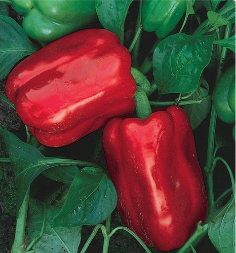 Capsicum - Chinese Giant seeds| Brisbane Brugmansia Angel's Trumpets