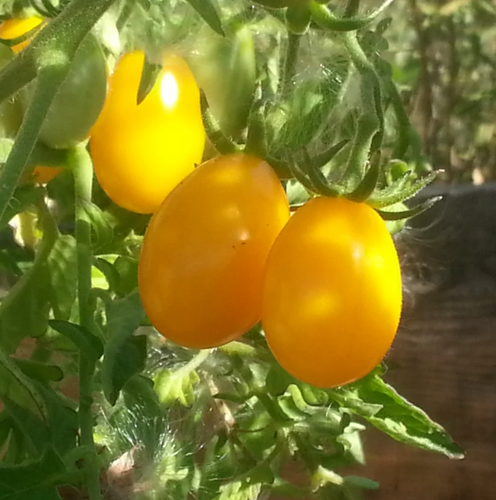 Tomato - Golden Grape seeds | Brisbane Brugmansia Angel's Trumpets