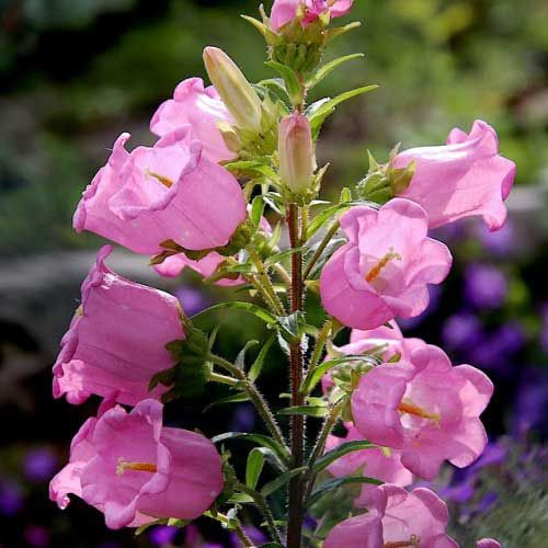 Canterbury Bells - Rose Pink seeds | Brisbane Brugmansia Angel's Trumpets