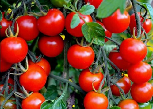 Tomato - Cherry Cocktail (Organic) seeds | Brisbane Brugmansia Angel's ...