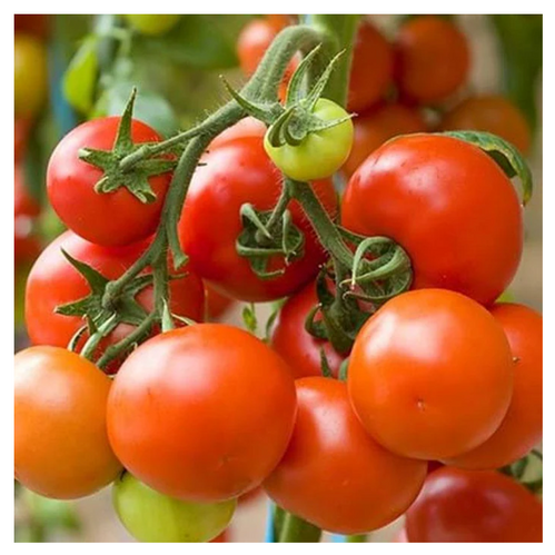 Tomato - Tommy Toe (Organic) seeds | Brisbane Brugmansia Angel's Trumpets