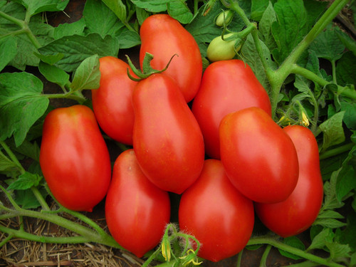 Tomato - Roma seeds | Brisbane Brugmansia Angel's Trumpets