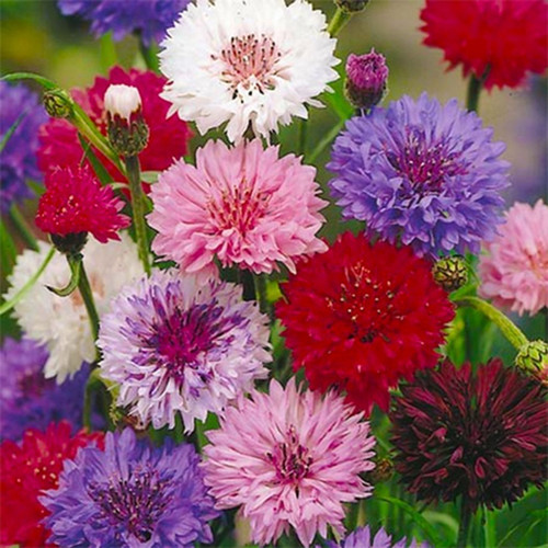 Cornflower - Dwarf Polka Dot Mix seeds | Brisbane Brugmansia