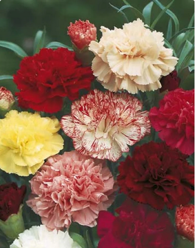Carnation - Double Mixed seeds | Brisbane Brugmansia Angel's Trumpets