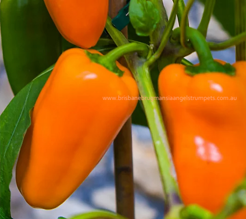 Capsicum - Mini Sweet Orange seeds | Brisbane Brugmansia Angel's Trumpets