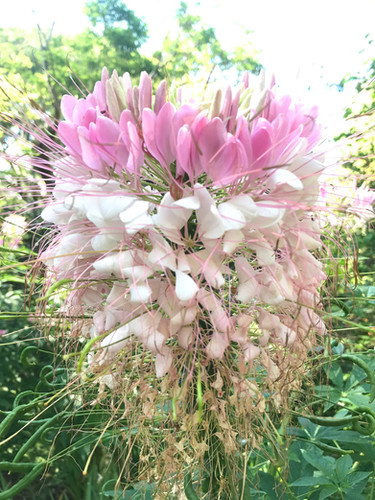 Cleome - Pink Queen seeds | Brisbane Brugmansia Angel's Trumpets