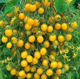 Tomato - Lemon Drop (Organic) seeds | Brisbane Brugmansia Angel's Trumpets