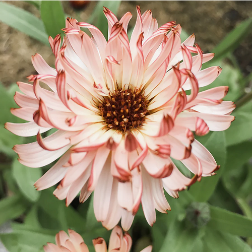 Calendula - Touch of Red Buff | Brisbane Brugmansia Angel's Trumpets