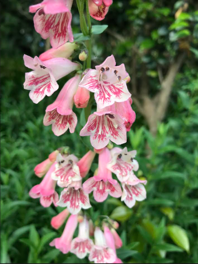 Penstemon - Hidcote Pink seeds | Brisbane Brugmansia Angel's Trumpets