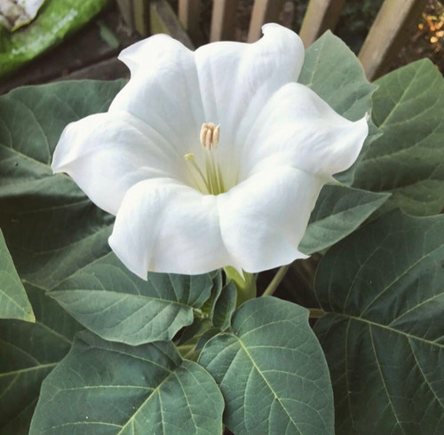 Datura Innoxia Moon Flower seeds | Brisbane Brugmansia Angel's Trumpets