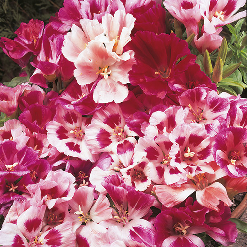 Godetia - Azalea Double Mix seeds | Brisbane Brugmansia Angel's Trumpets