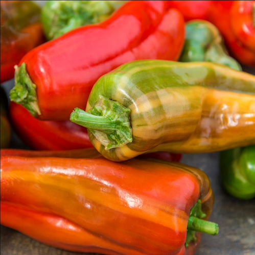 Capsicum - Candy Cane (Organic) seeds | Brisbane Brugmansia Angel's ...