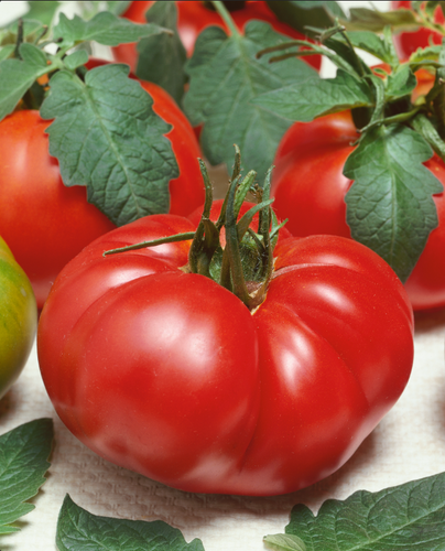 Tomato - Rouge De Marmande seeds | Brisbane Brugmansia Angel's Trumpets