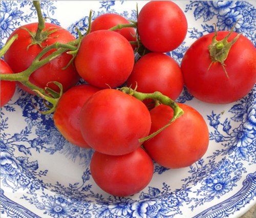 Tomato - Indian River seeds | Brisbane Brugmansia Angel's Trumpets