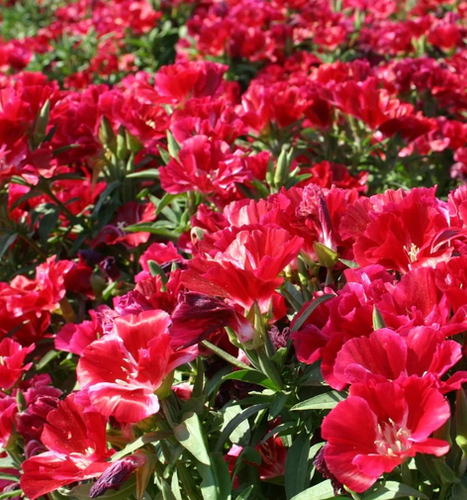 Godetia - Azalea Meteor seeds | Brisbane Brugmansia Angel's Trumpets