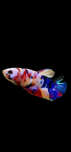 Crayola Halfmoon Betta Fish | Mississippi Bettas