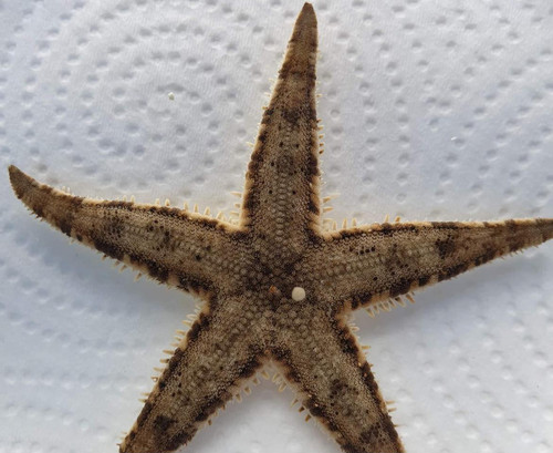 Sand sifting starfish - archaster typicus | Future Frags