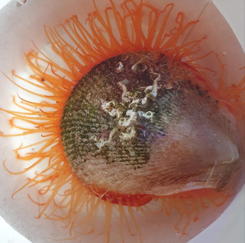 Red scallop - lima orientalis | Future Frags