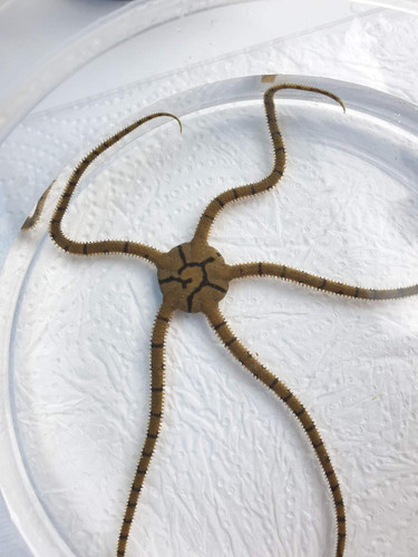 Tiger serpant starfish - ophiolepus | Future Frags