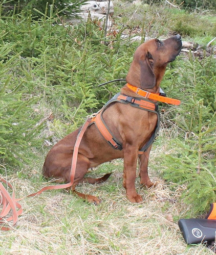 Niggeloh Dog FG Follow (MEDIUM) | Ballistech Limited