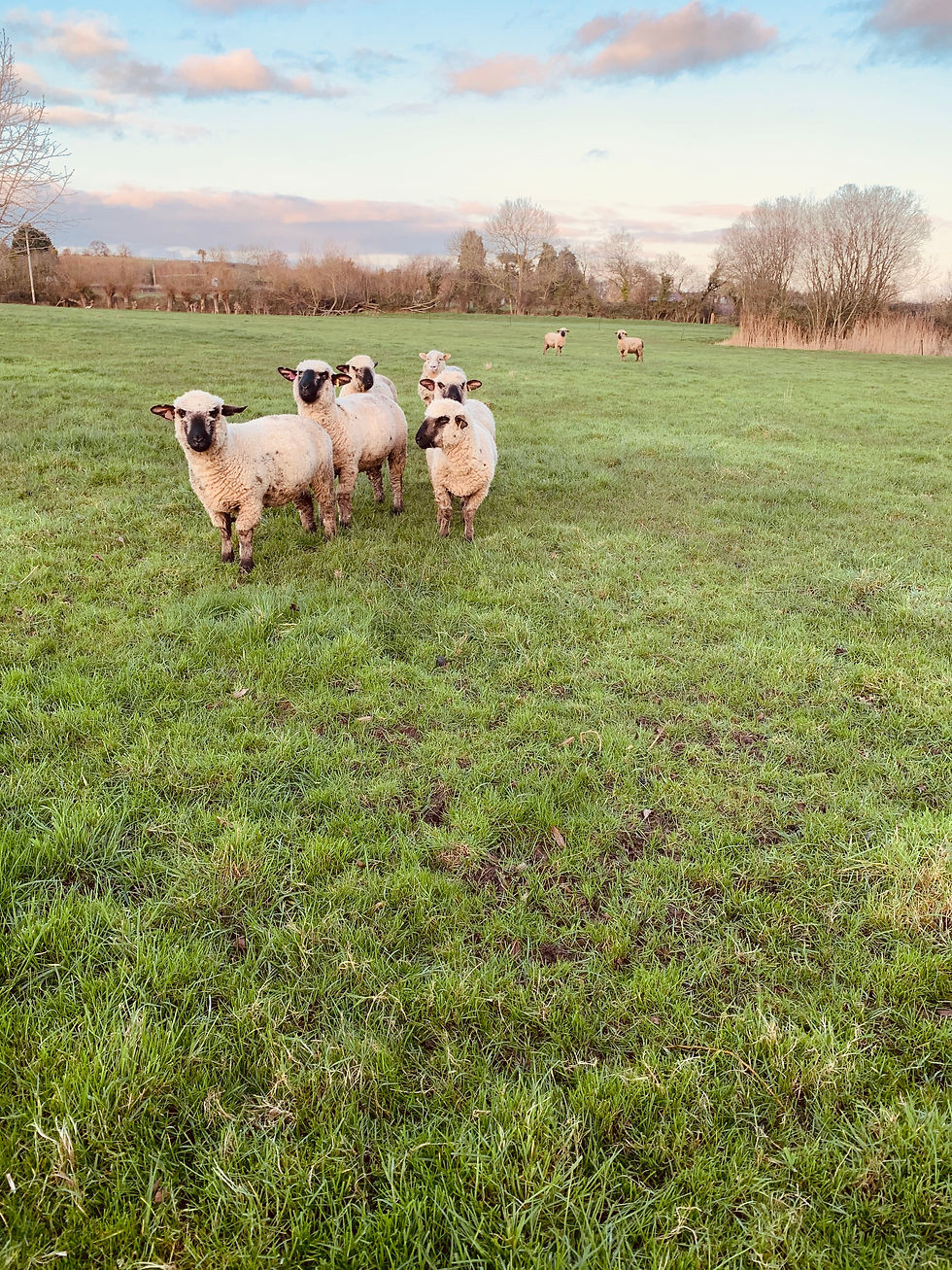 Nythe Farm | Acorn Meadows | Shepherds Hut | Glamping