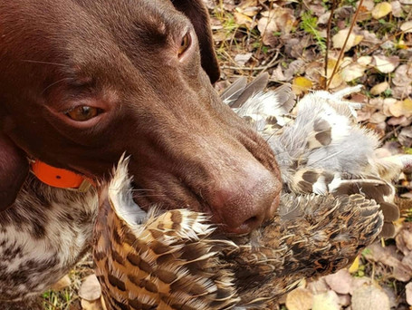Gallery | Aspen Thicket Grouse Dogs