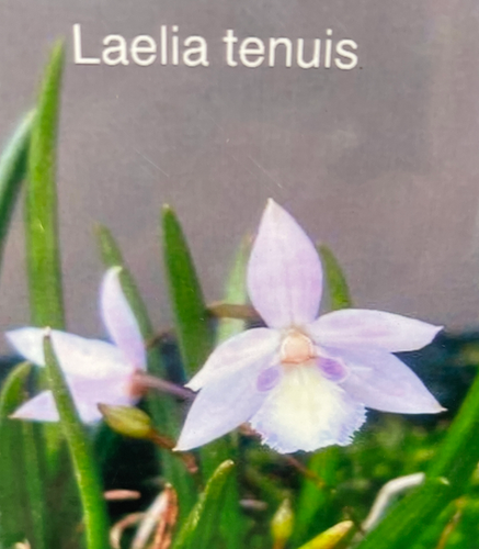 Leptotes tenuis | Sunland Orchids