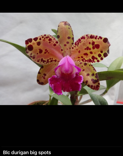 Blc. Durigan Big Spots | Sunland Orchids