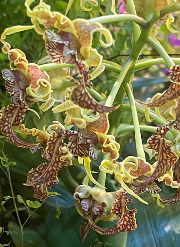 Dendrobium spectabile | Sunland Orchids