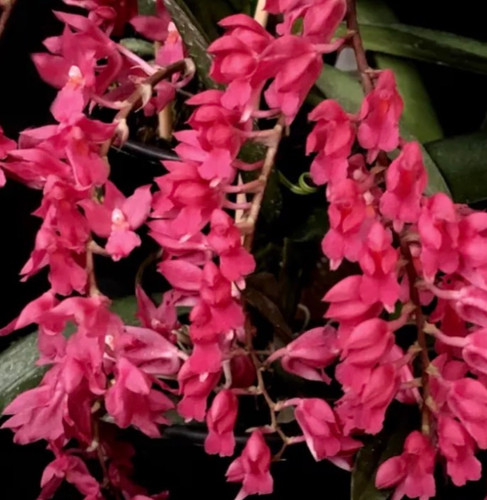 Rodriguezia lanceolata | Sunland Orchids