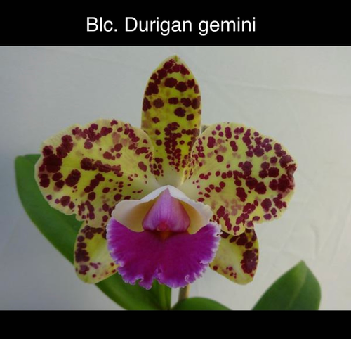 Blc. Durigan gemini | Sunland Orchids