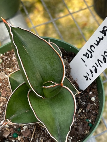 Sansevieria samurai | Sunland Orchids