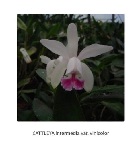 Cattleya intermedia var. vinicolor | Sunland Orchids