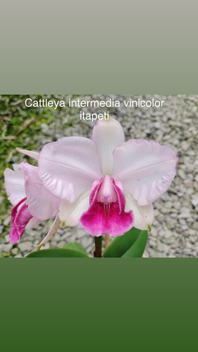 Cattleya intermedia vinicolor itapeti x self | Sunland Orchids