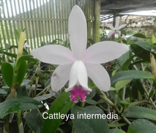 Cattleya intermedia | Sunland Orchids