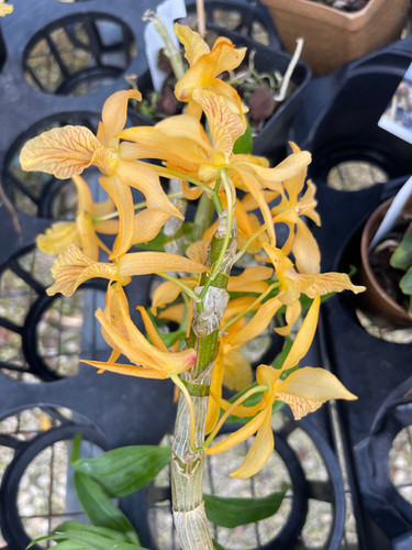 Dendrobium Pixie Charm | Sunland Orchids