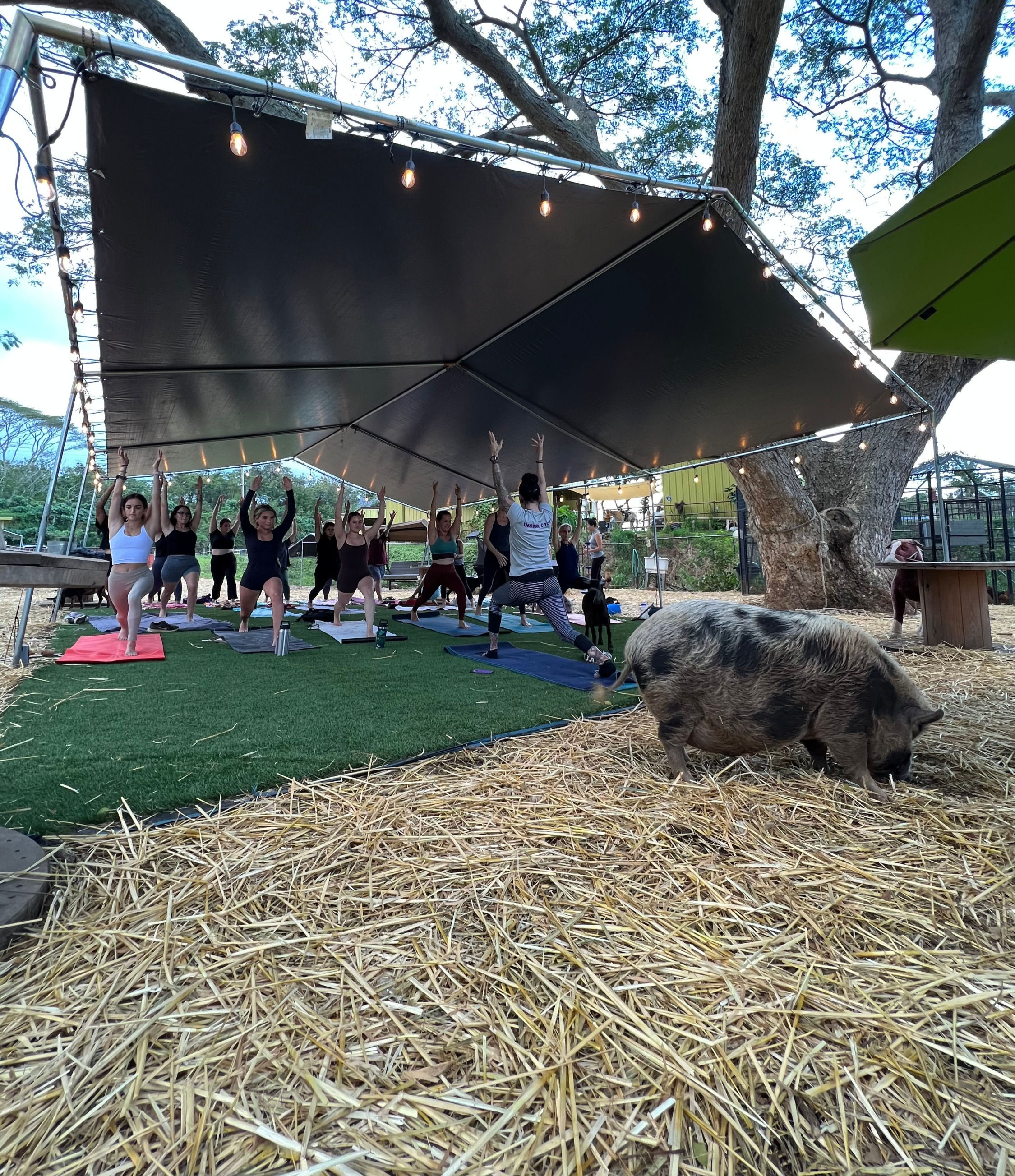CLASSES | Aloha Goat Yoga