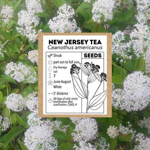 seeds: Ceanothus americanus (New Jersey tea) | Blue Stem Natives