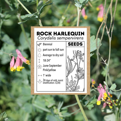 seeds: Corydalis sempervirens (Pale corydalis) | Blue Stem Natives