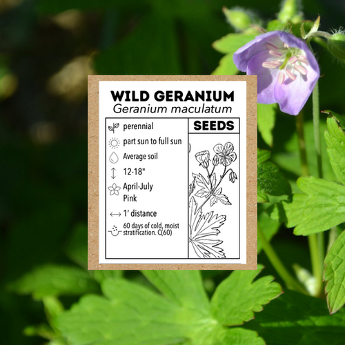seeds: Geranium maculatum (wild geranium) | Blue Stem Natives