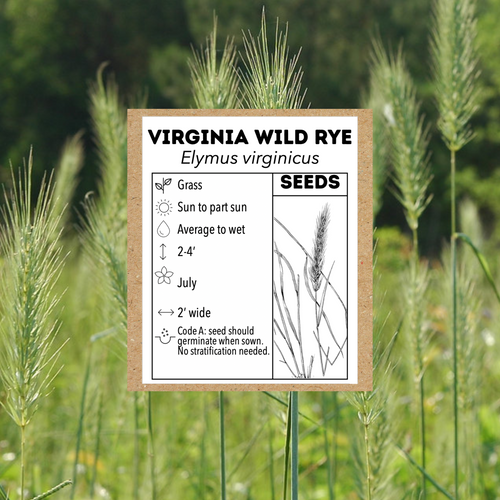 seeds: Elymus virginicus (Virginia wild rye) | Blue Stem Natives