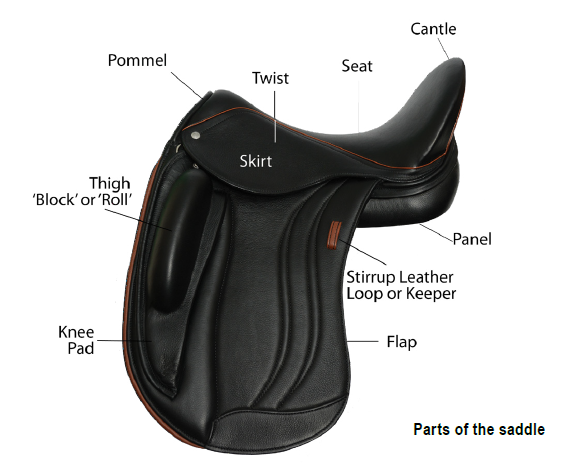 Finding the Perfect Saddle: How Anatomy and Hip Angles Shape Your Ride