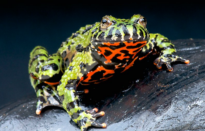 Fire Bellied Toad | # Angel Bugs