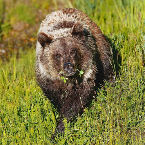 Grizzly in Clover Patch | Mike Eastman