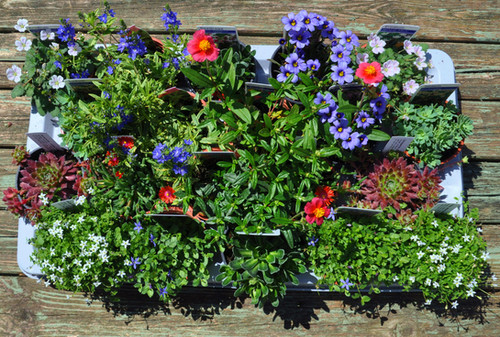 20 Mixed Alpines with red, white or blue flowers in 9cm pots ...