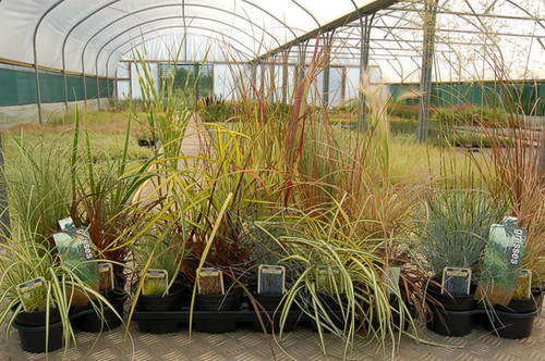 Choose your own Collection of 15 Grasses in 10.5cm pots | alpinesandgrasses