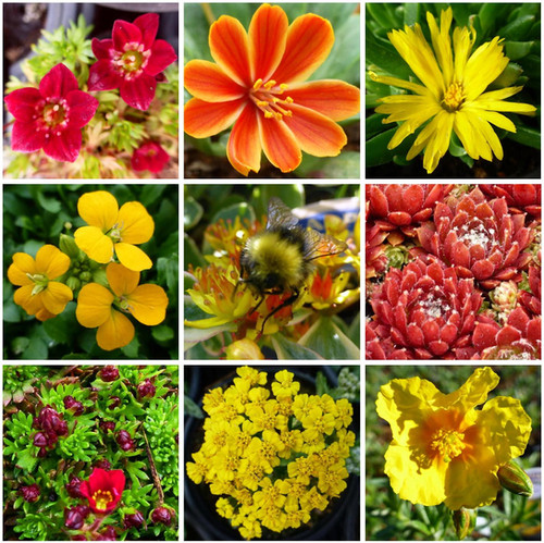 20 Mixed Alpines with red, orange or yellow flowers in 9cm pots ...