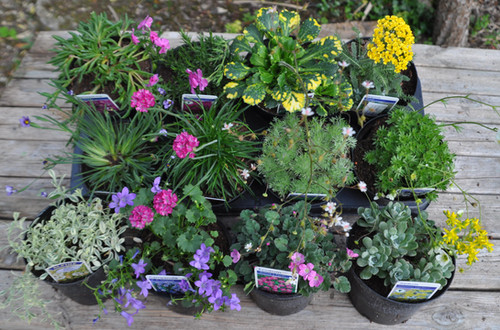 12 Large Mixed Alpines in 1 litre pots | alpinesandgrasses